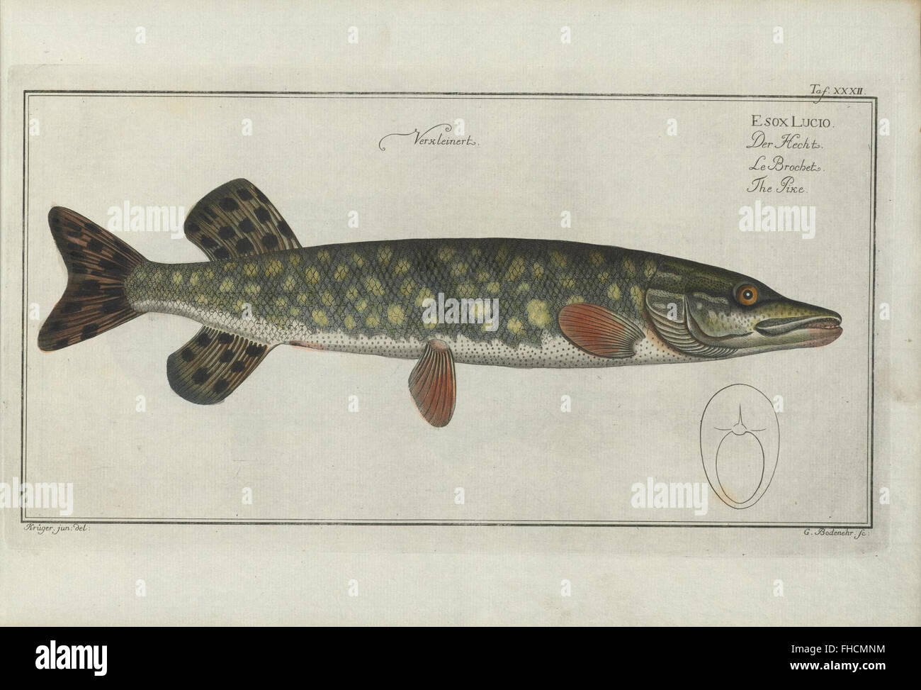 A comprehensive early work by D. Marcus Elieser Bloch, detailing the ...