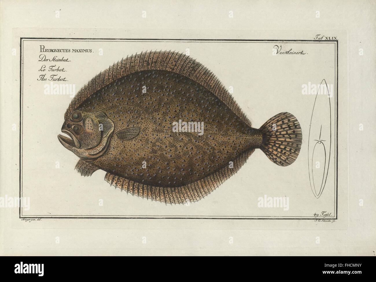 A pioneering work on the economic natural history of German fishes by D ...