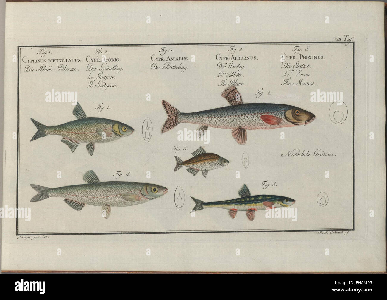 A historical work by D. Marcus Elieser Bloch, detailing the economic ...