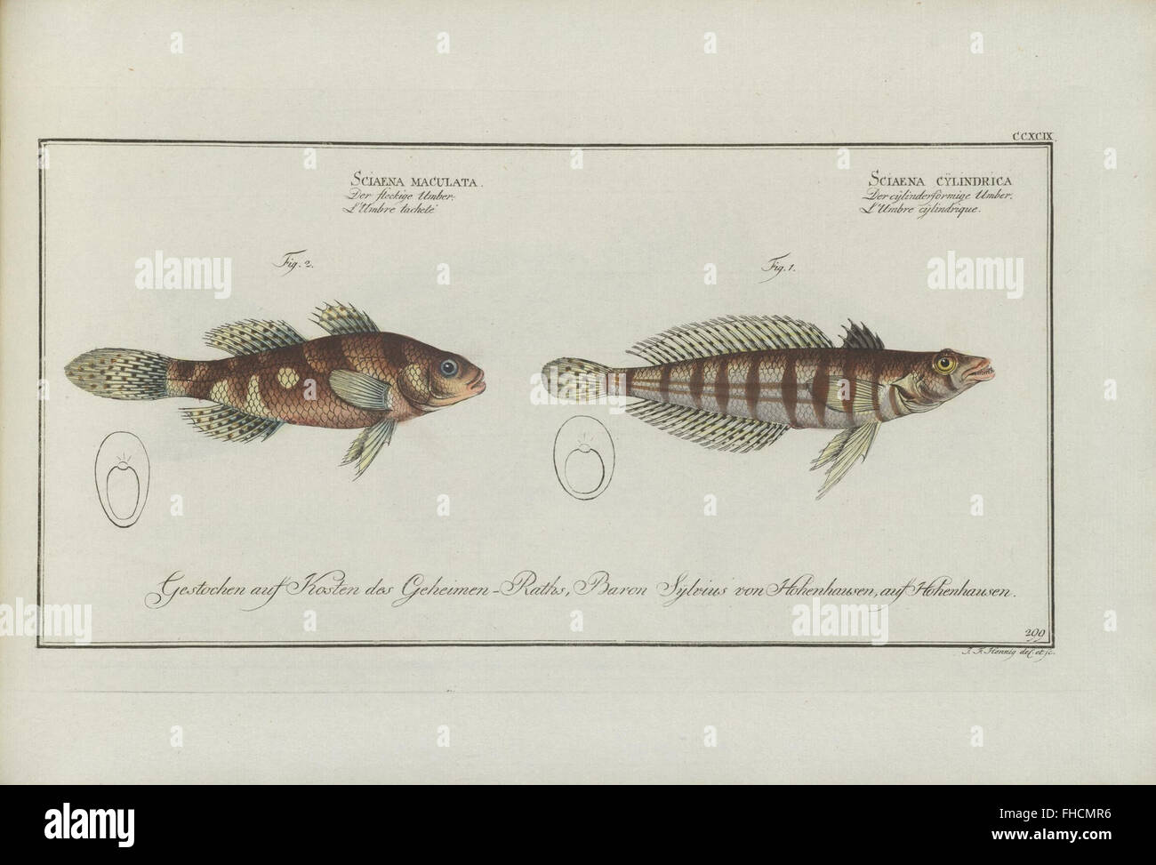 Oeconomische Naturgeschichte der Fische Deutschlands is a monumental ...