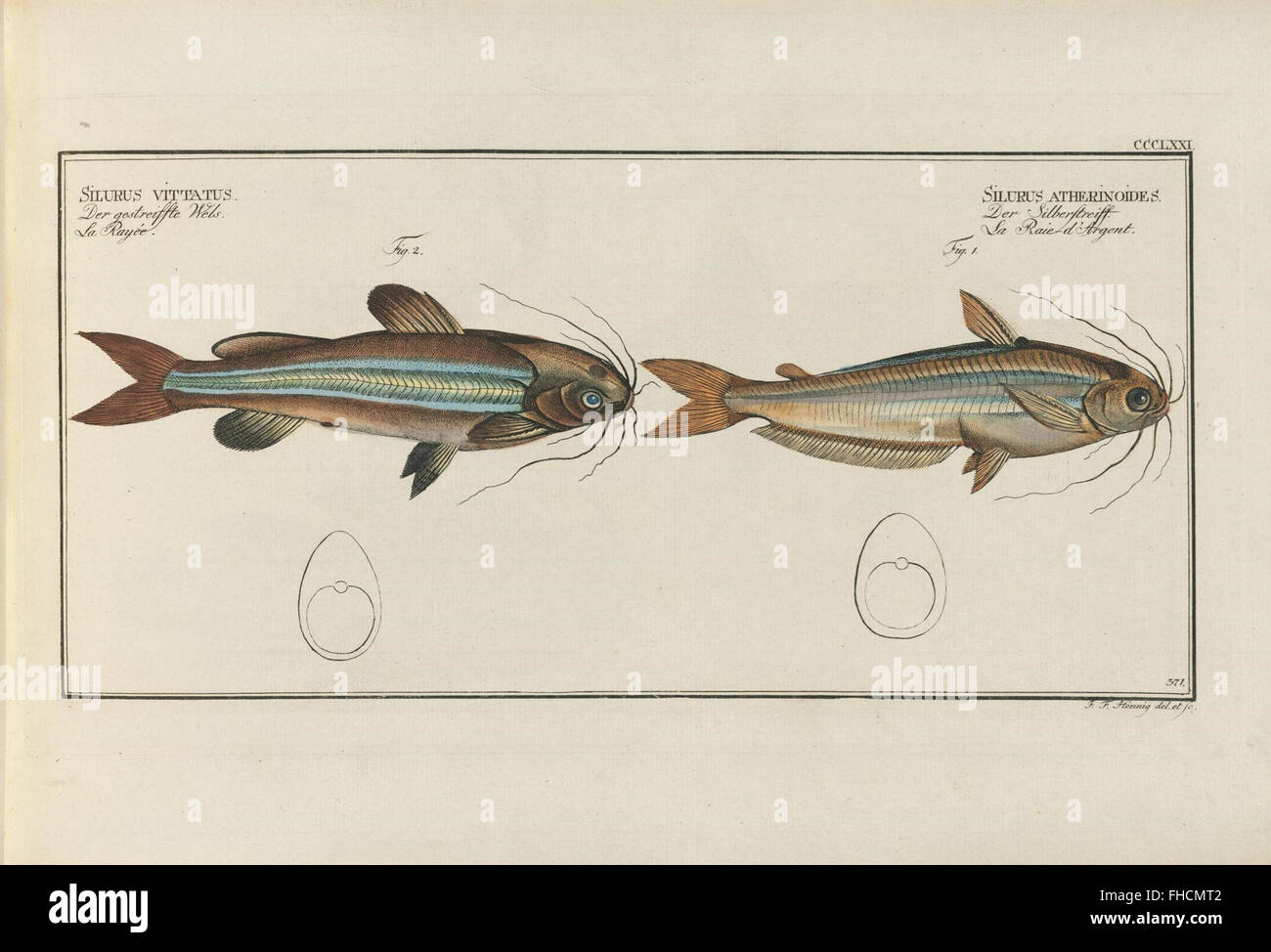 A detailed early work from 1782-1784 by D. Marcus Elieser Bloch on the ...