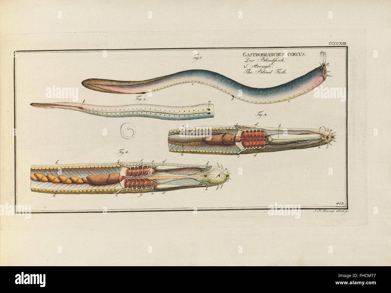 A 1782-1784 work by D. Marcus Elieser Bloch, documenting the fishes of ...