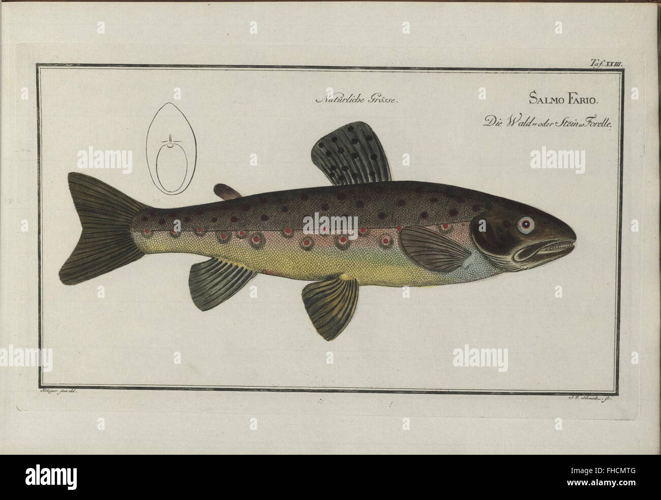 A comprehensive early work on the fishes of Germany by D. Marcus ...