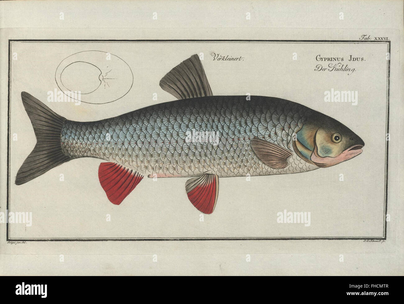 D. Marcus Elieser Bloch's 'Oeconomische Naturgeschichte der Fische ...