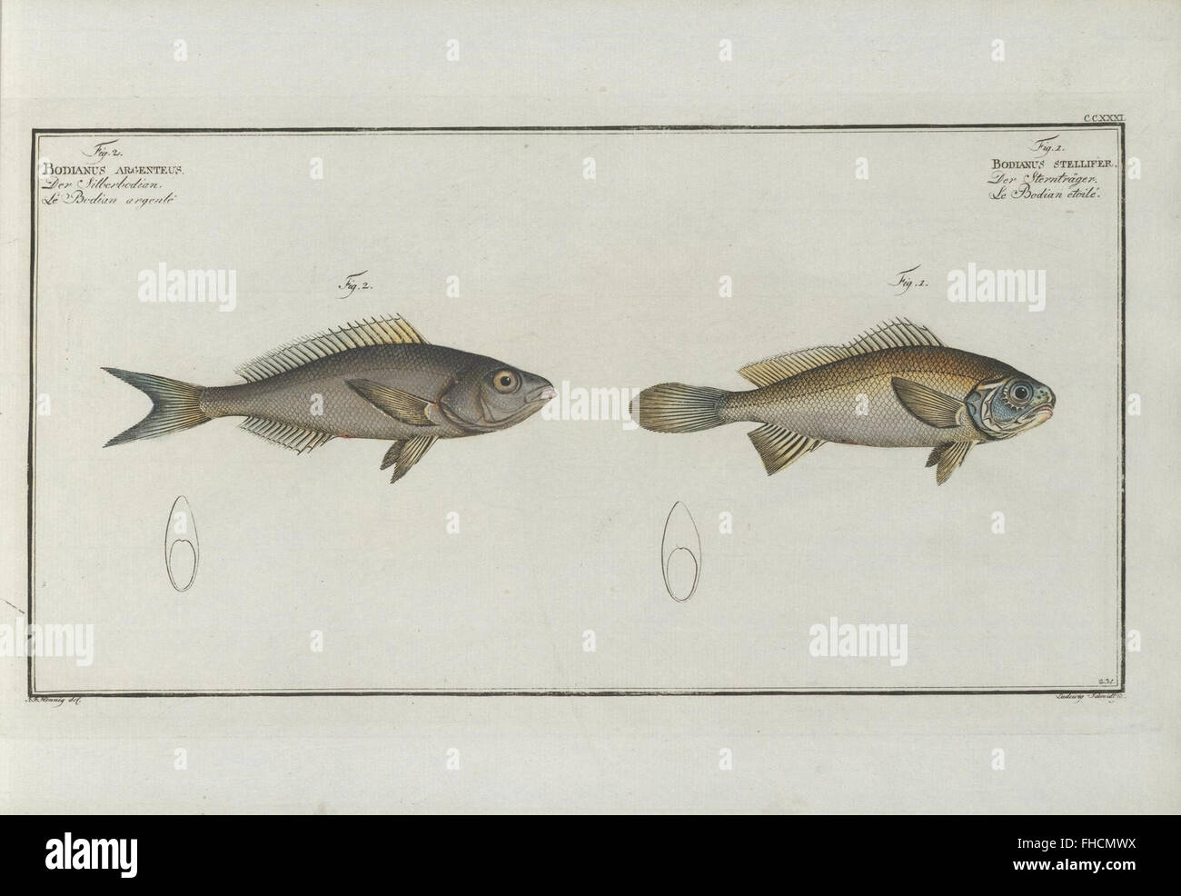 A detailed 18th-century work by D. Marcus Elieser Bloch, exploring the ...