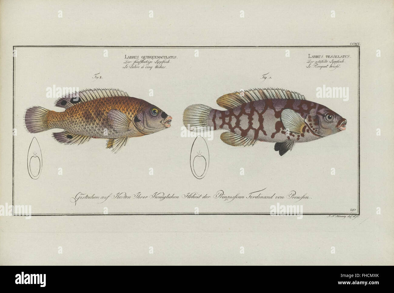 A detailed work on the economic natural history of fish in Germany ...