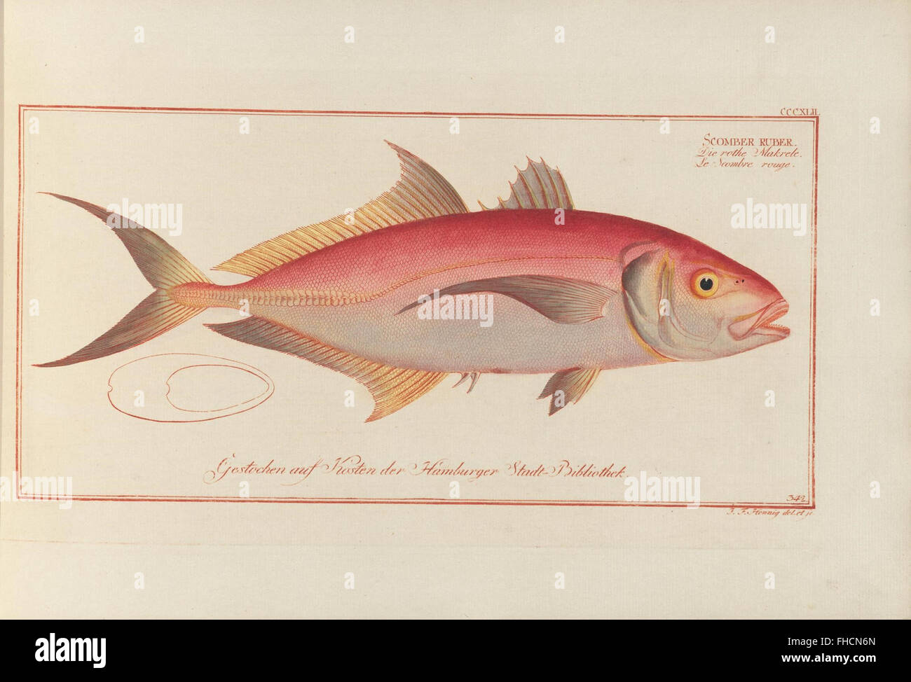 A pioneering work on the economic natural history of German fishes by D ...