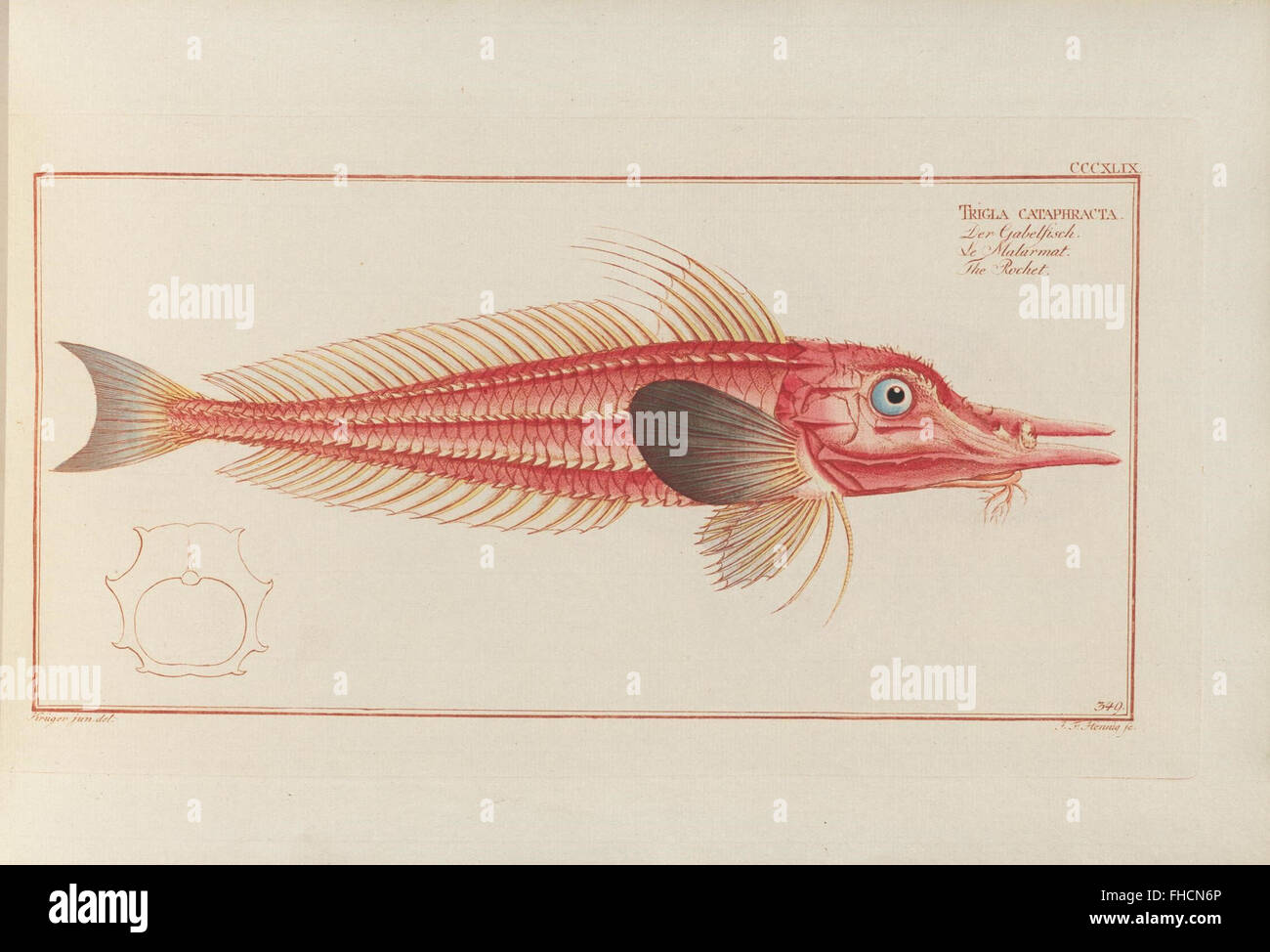 Economic natural history of the fishes of Germany by D. Marcus Elieser ...