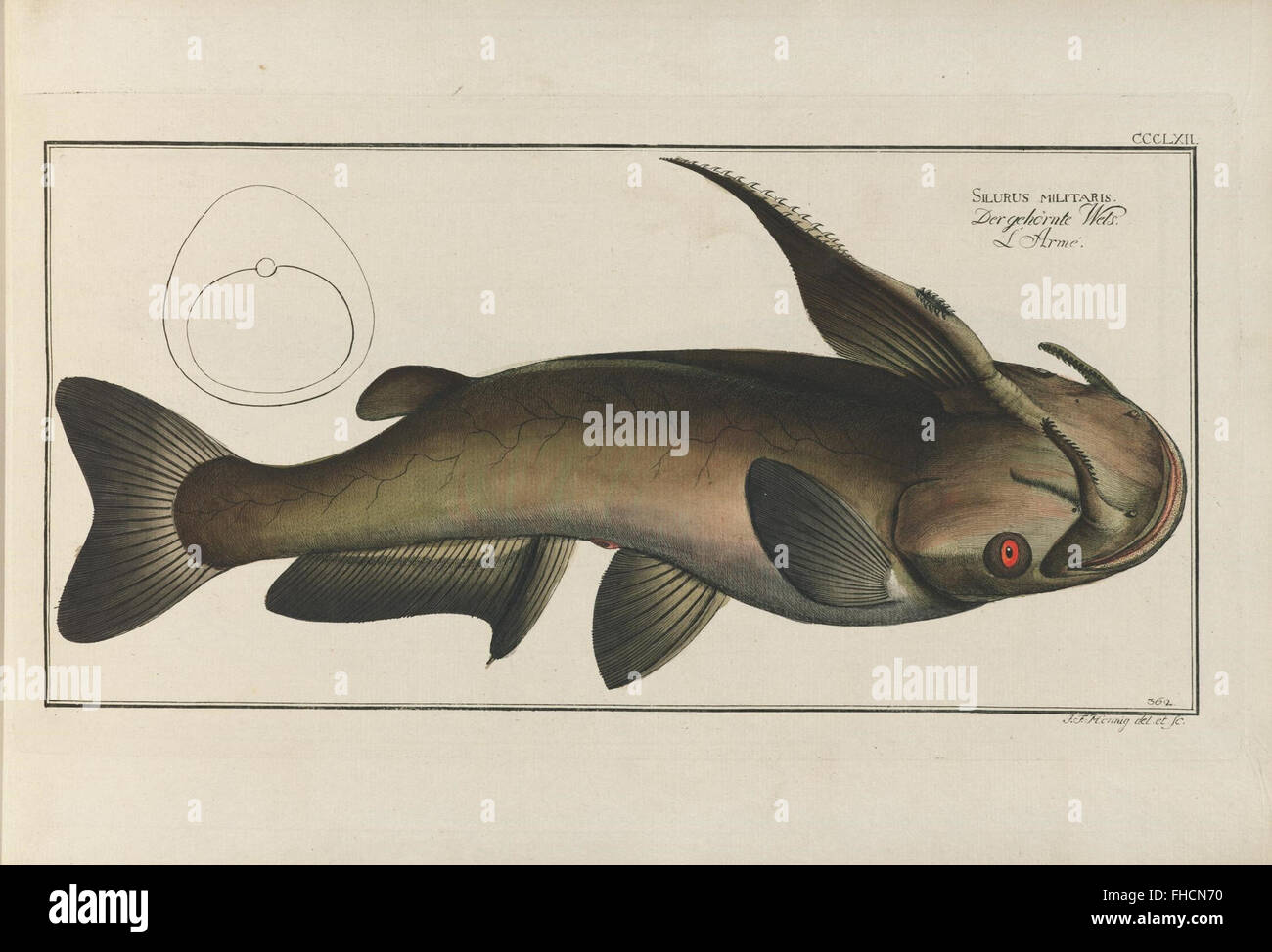 A pioneering work on the economic natural history of fish species in ...