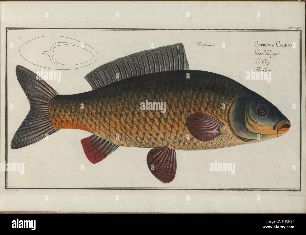 An 18th-century German work by D. Marcus Elieser Bloch, focusing on the ...
