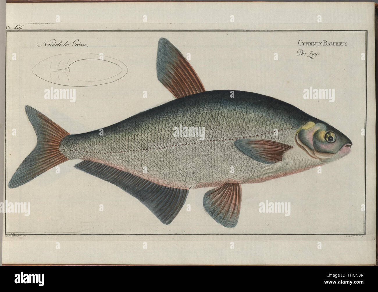 Dr. Marcus Elieser Bloch's Economic Natural History of the Fishes of ...