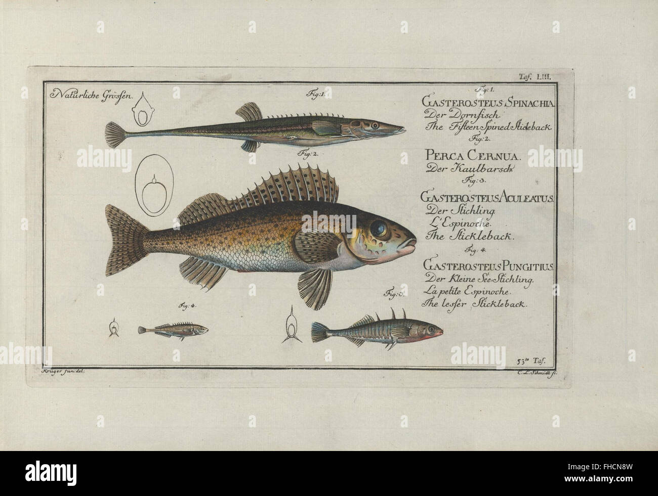 A seminal work from 1782-1784 by D. Marcus Elieser Bloch, focusing on ...