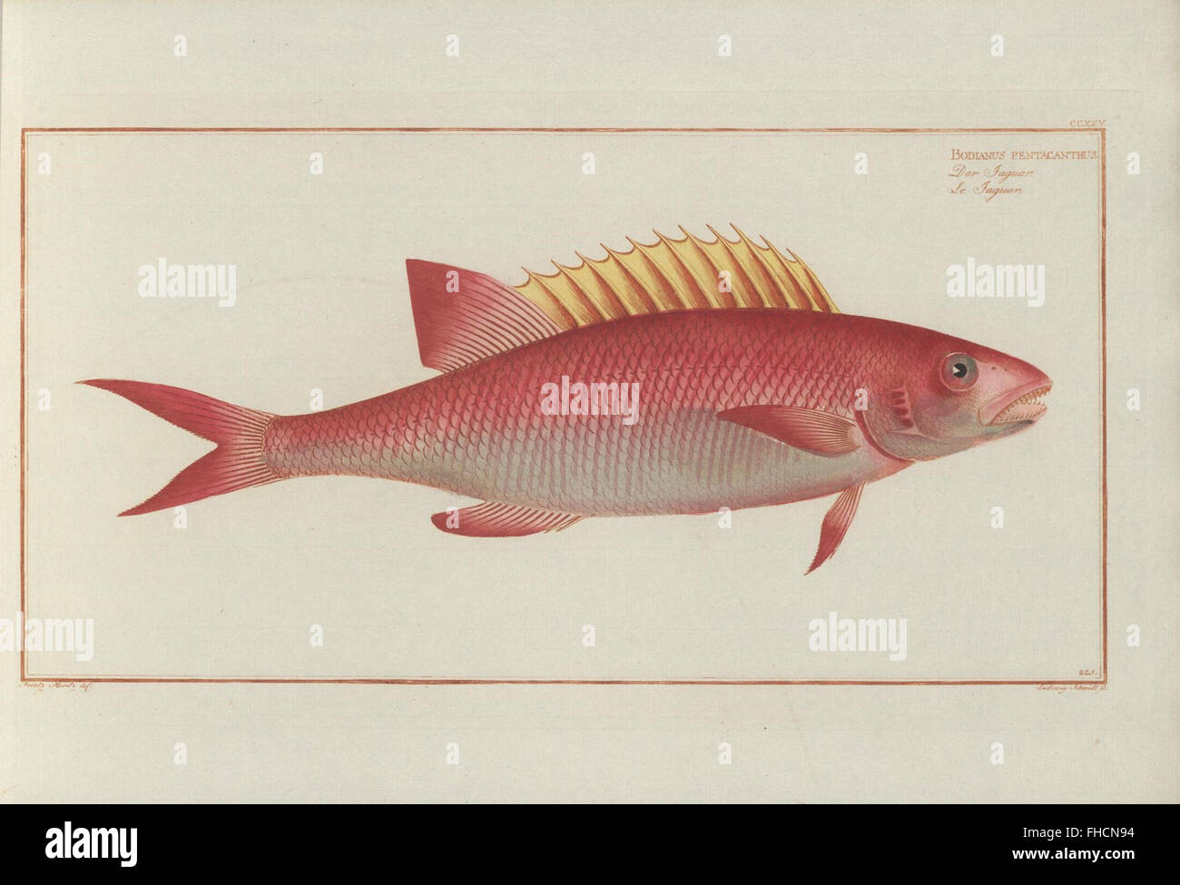 This influential work on German fish species (1782-1784) by D. Marcus ...