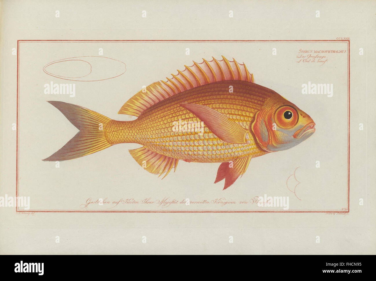 A detailed and illustrated work on the fishes of Germany, published ...