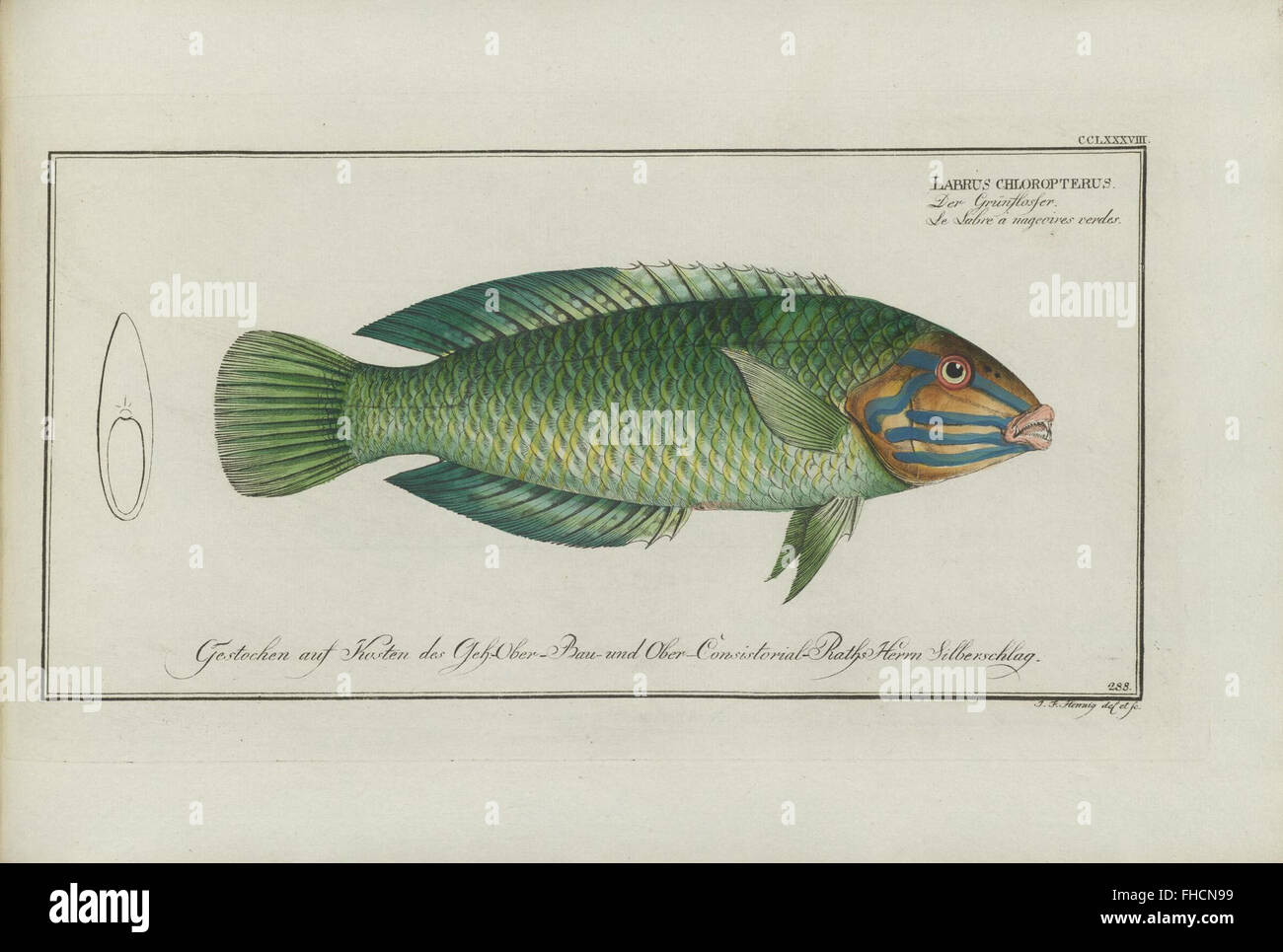 A 1782-1784 work by D. Marcus Elieser Bloch documenting the economic ...