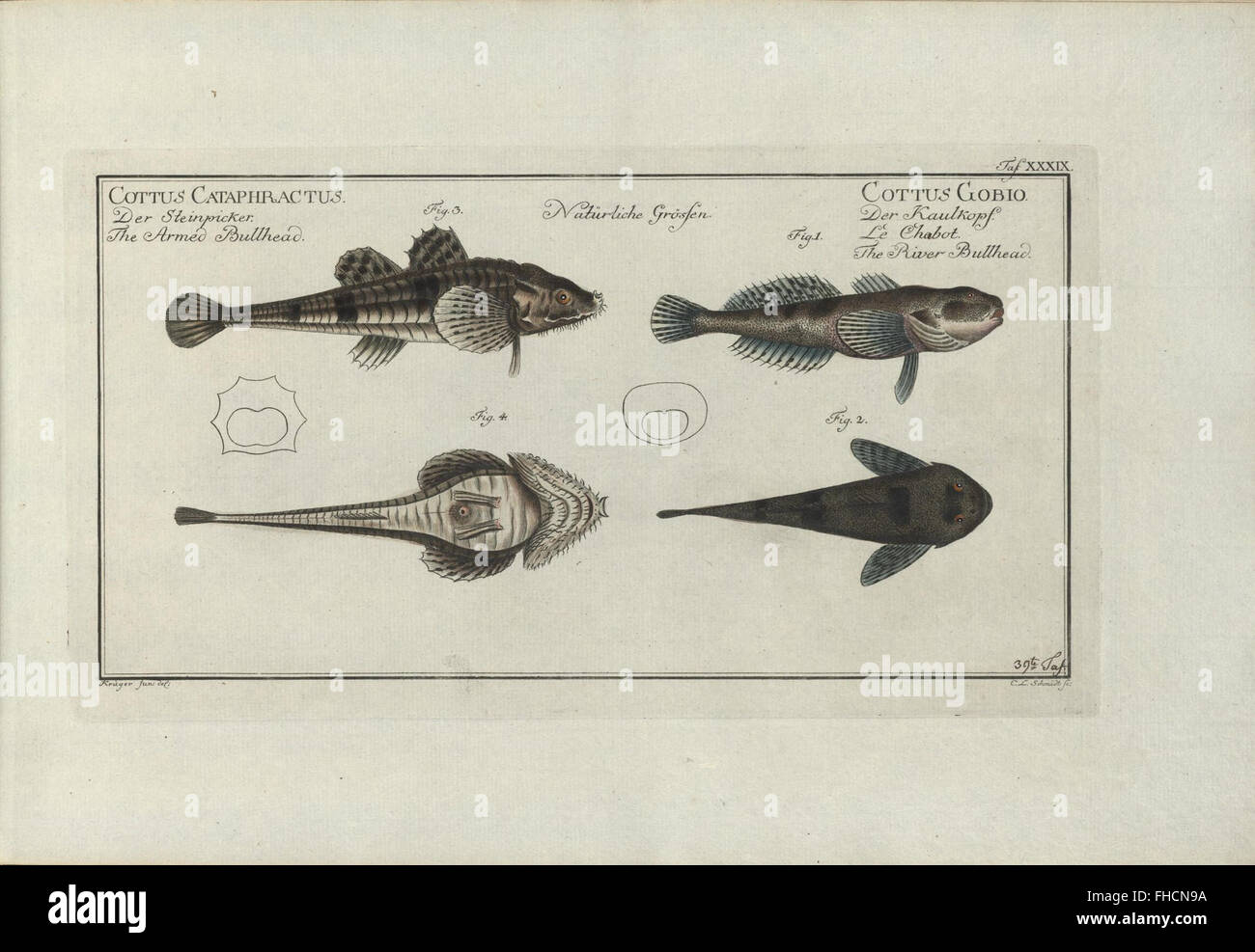 A historical work on the economic natural history of German fishes by D ...