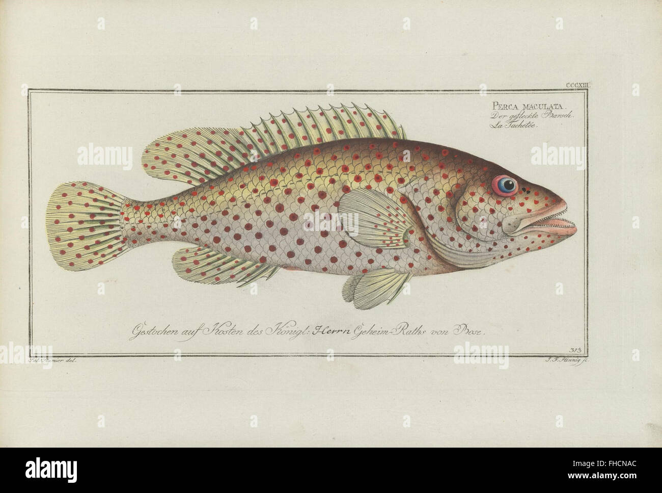 A detailed study of German fish species, created by D. Marcus Elieser ...