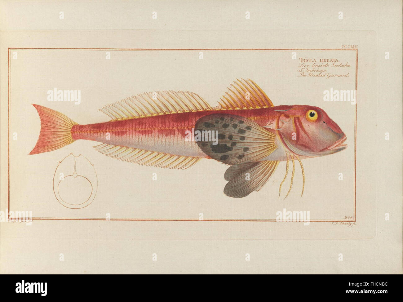 D. Marcus Elieser Bloch's Oeconomische Naturgeschichte der Fische ...