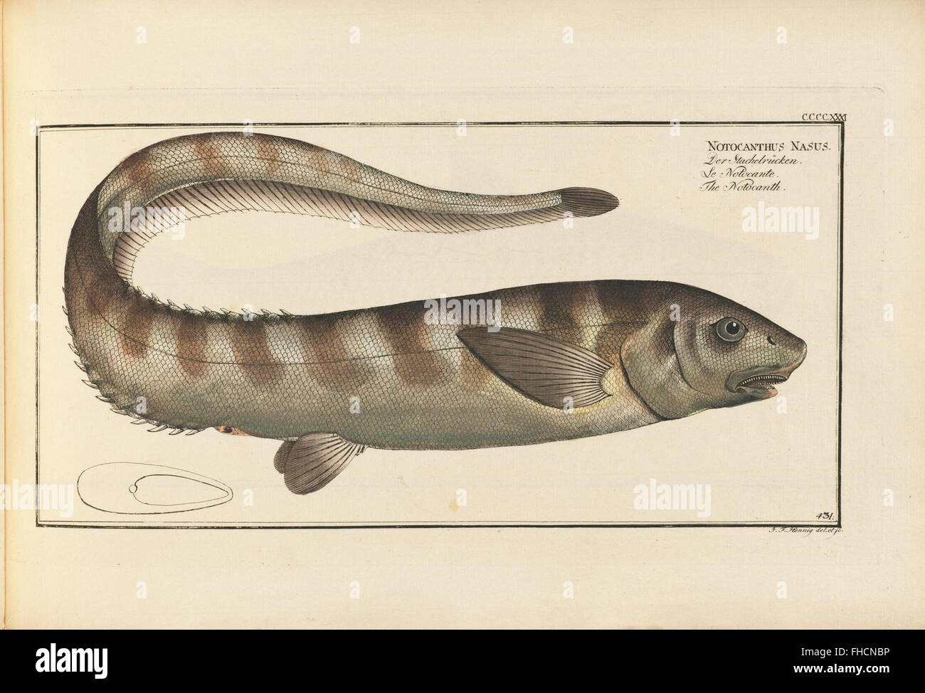 Illustrations from D. Marcus Elieser Bloch’s 'Oeconomische ...