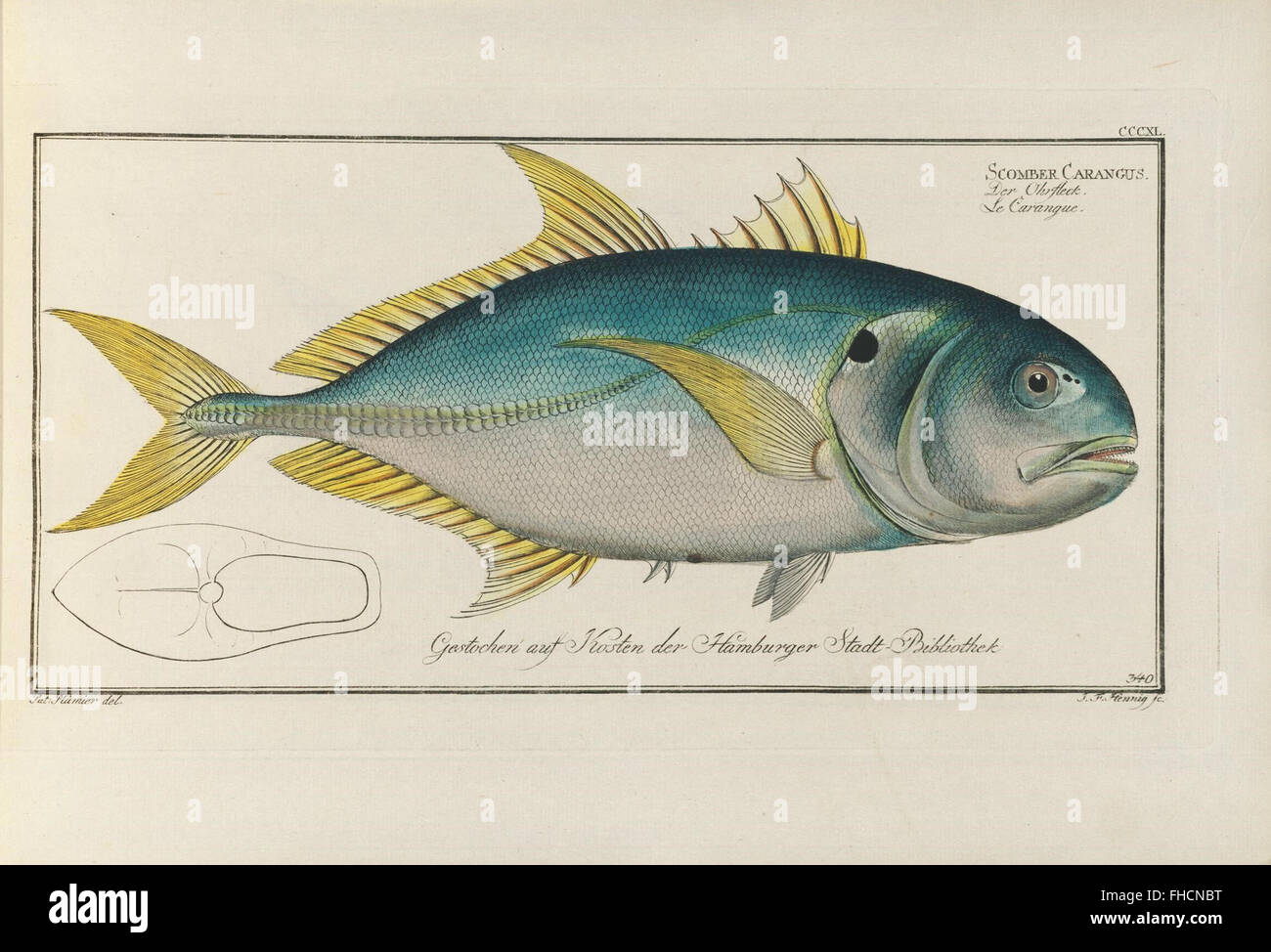 'Oeconomische Naturgeschichte der Fische Deutschlands' (1782-1784) by D ...