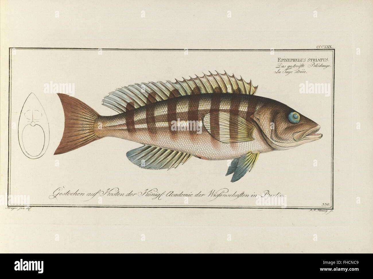 A detailed ichthyological work from 1782-1784 by D. Marcus Elieser ...