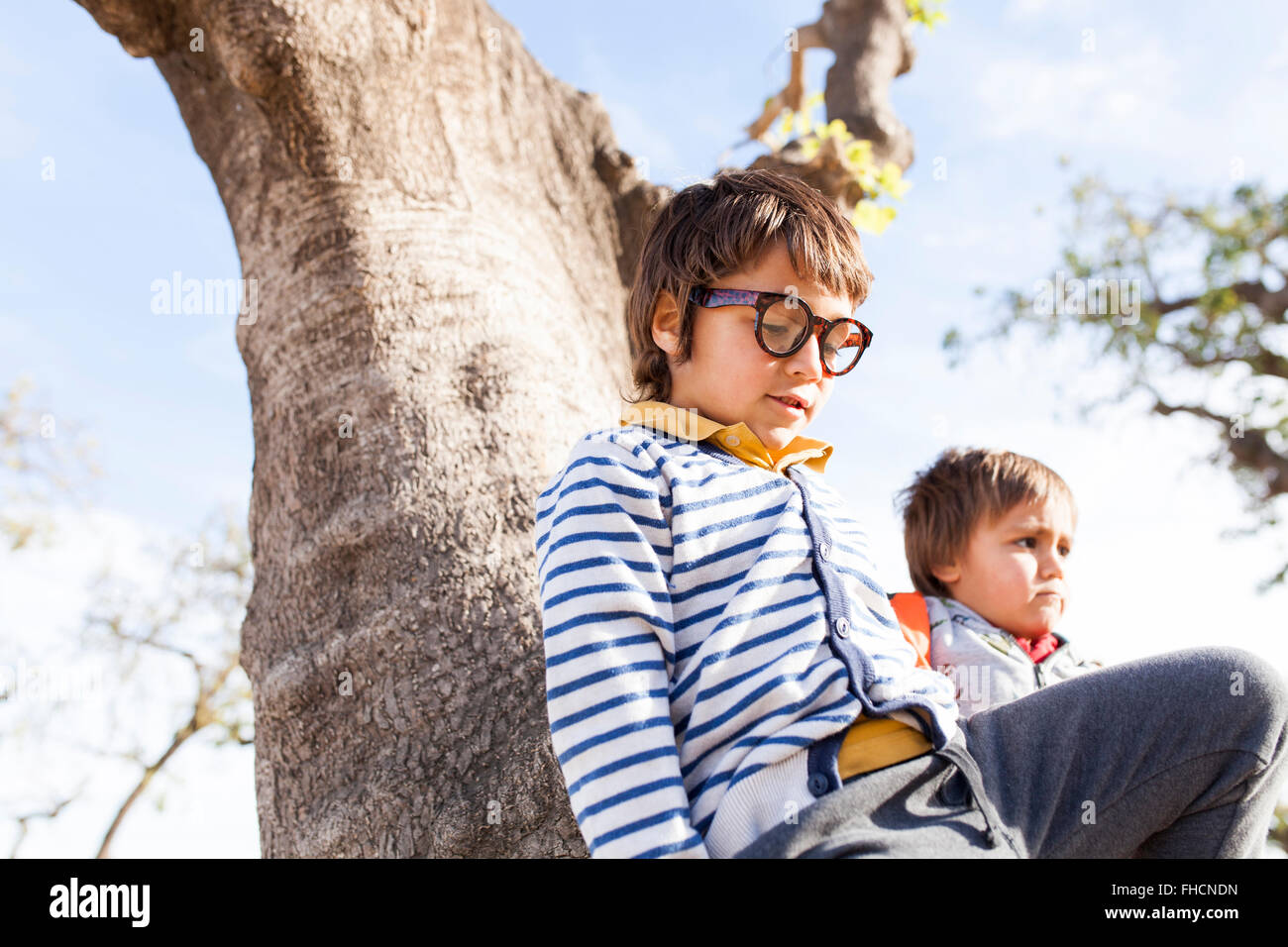 Two little boys playing in a tree Stock Photo - Alamy