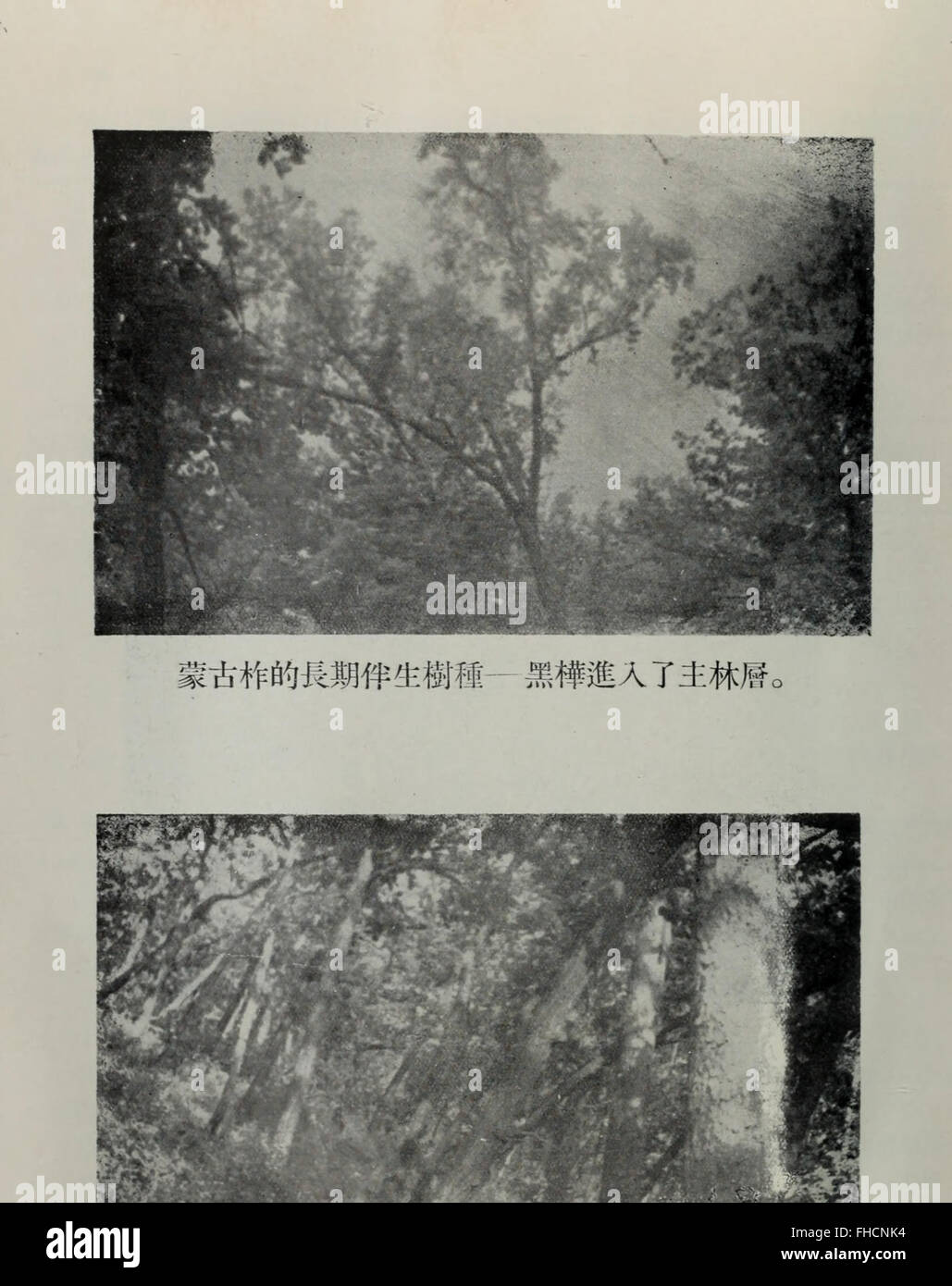 Da xing an ling sen lin zi yuan diao cha bao gao (1954-1955 Stock Photo ...