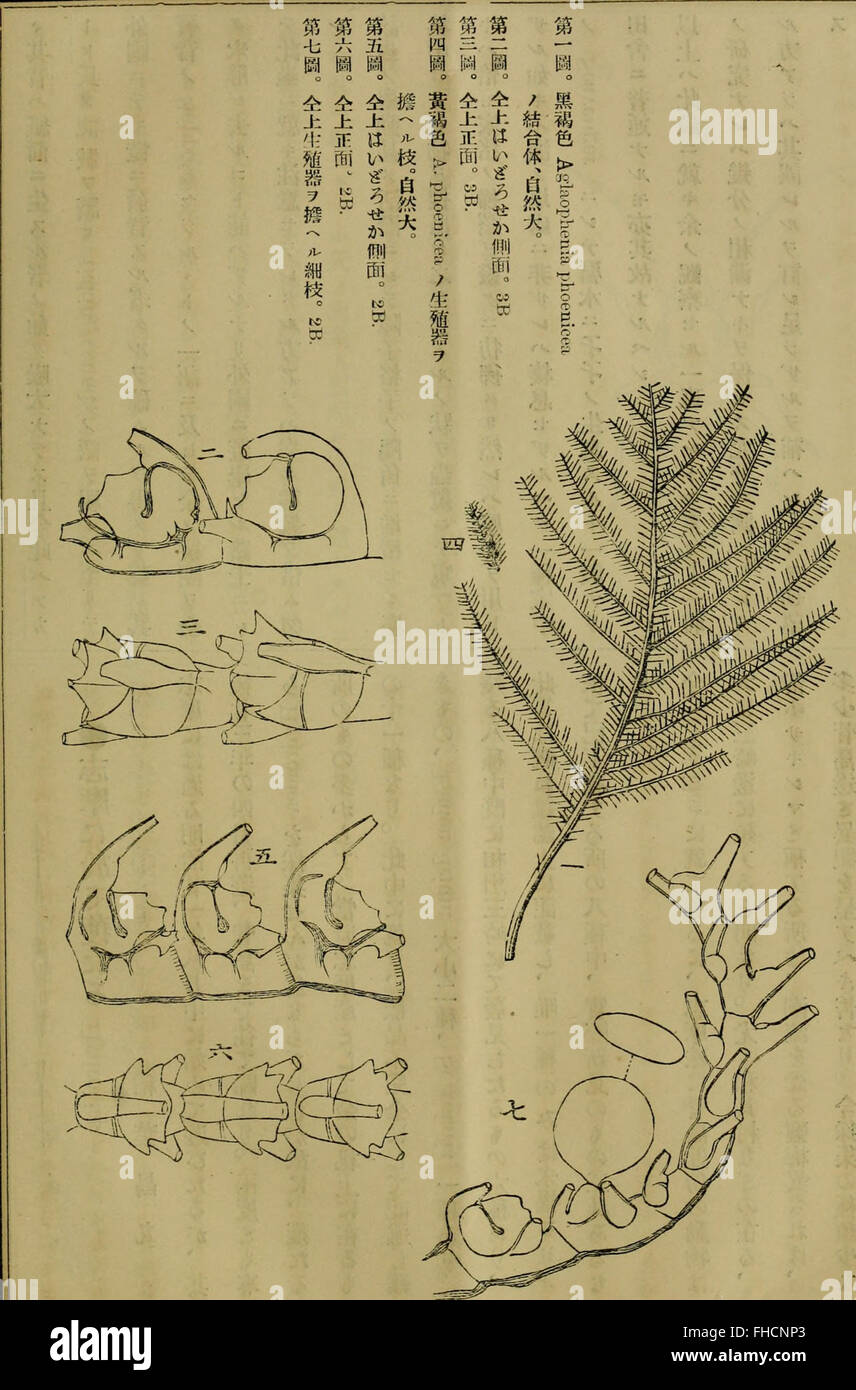 Dbutsugaku zasshi (1892 Stock Photo - Alamy