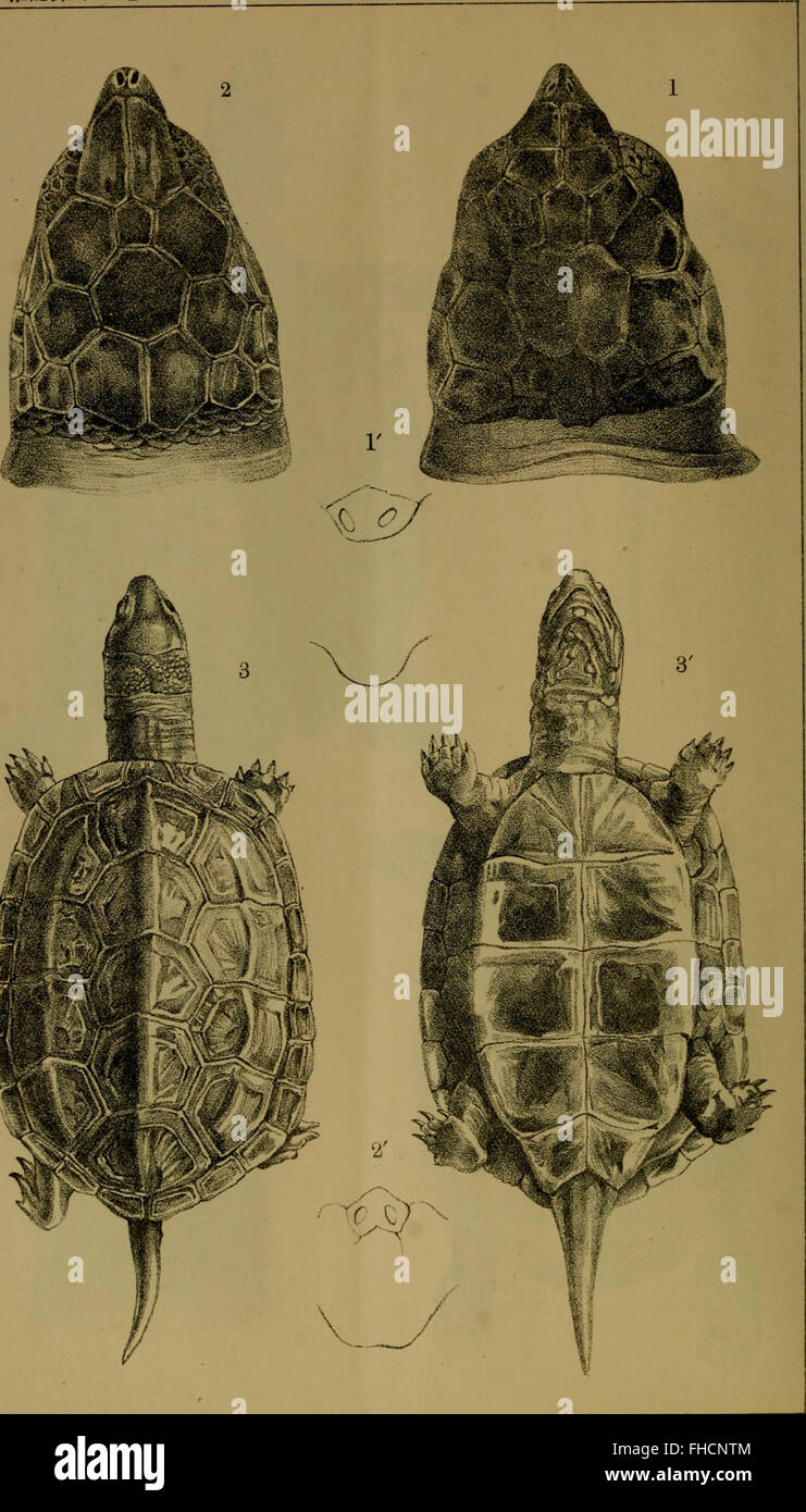 A Japanese scientific journal from 1899 focusing on early biological and natural sciences ...