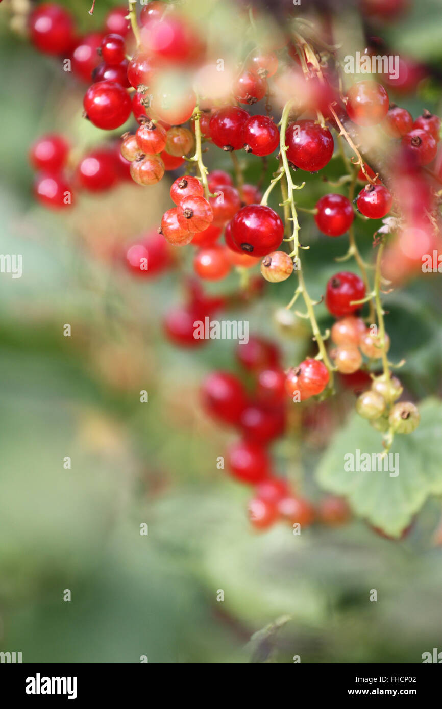 Wild fruits and leaves hi-res stock photography and images - Alamy