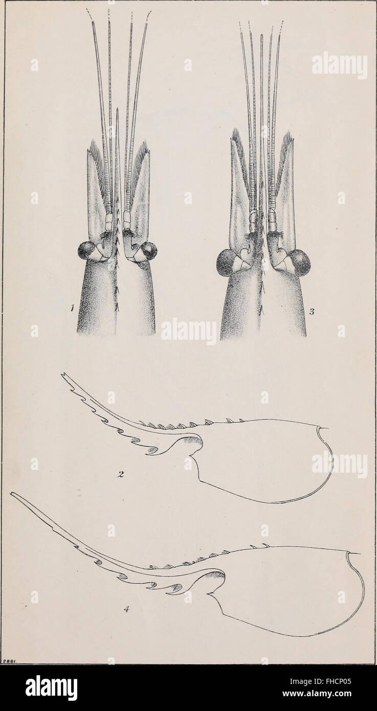 A 1910 study on the Decapoda natantia species (swimming crustaceans ...