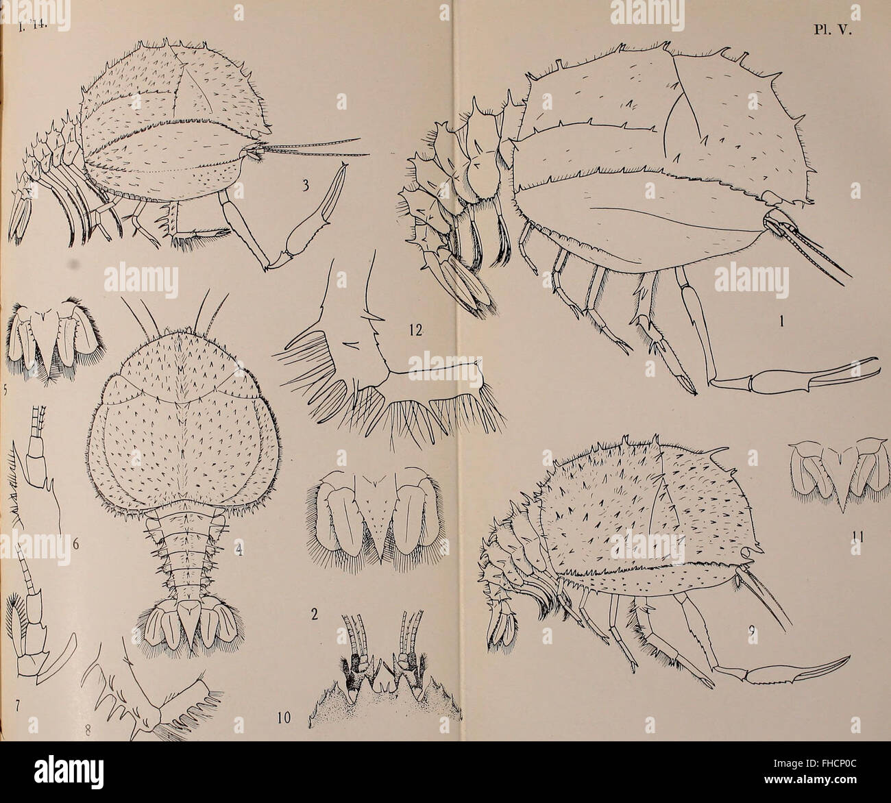 A 1914 work detailing the decapod crustaceans (such as crabs and ...