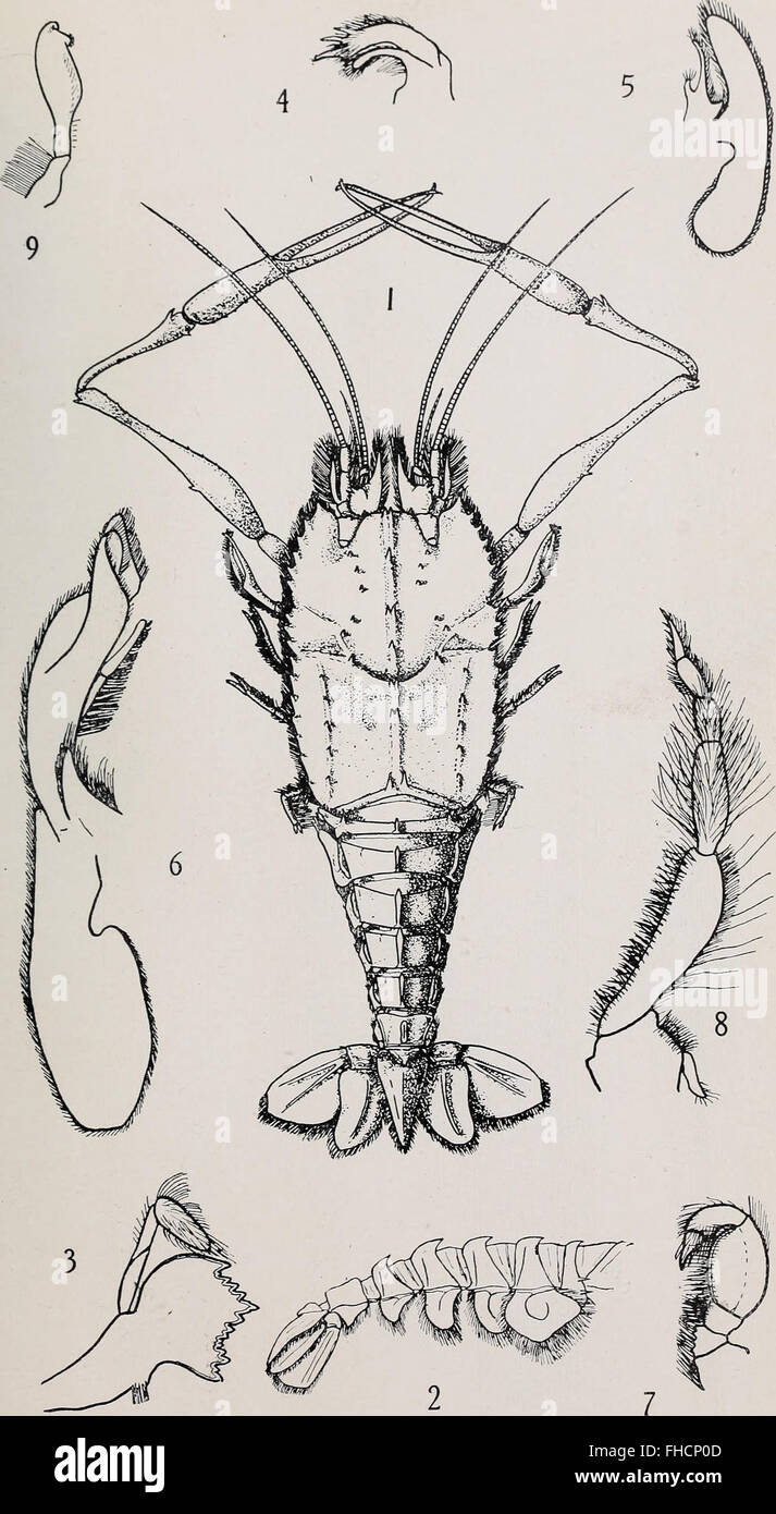 Various species of decapod crabs hi-res stock photography and images ...