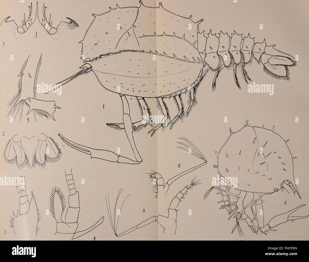 Decapoda decapods hi-res stock photography and images - Alamy