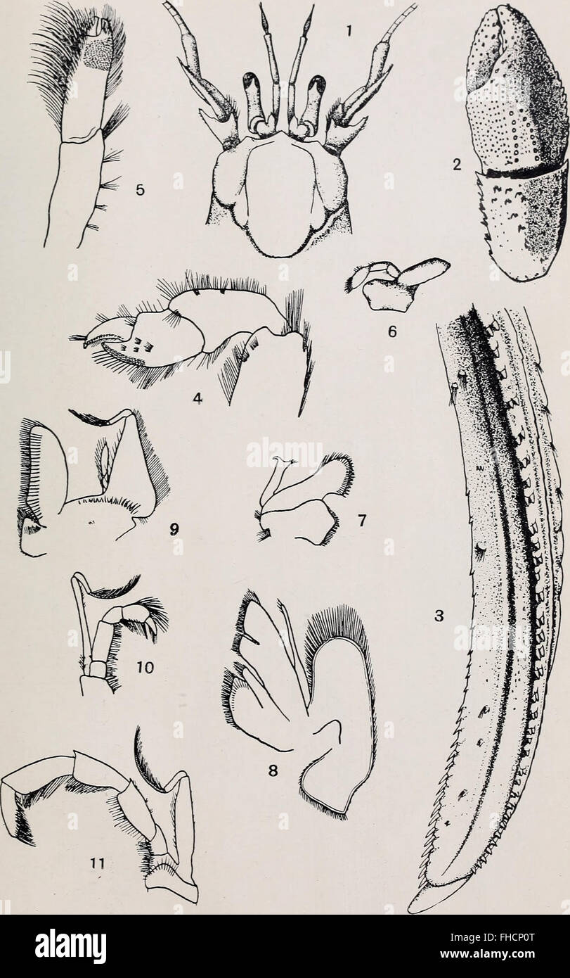 Zoological classification of decapods hi-res stock photography and ...
