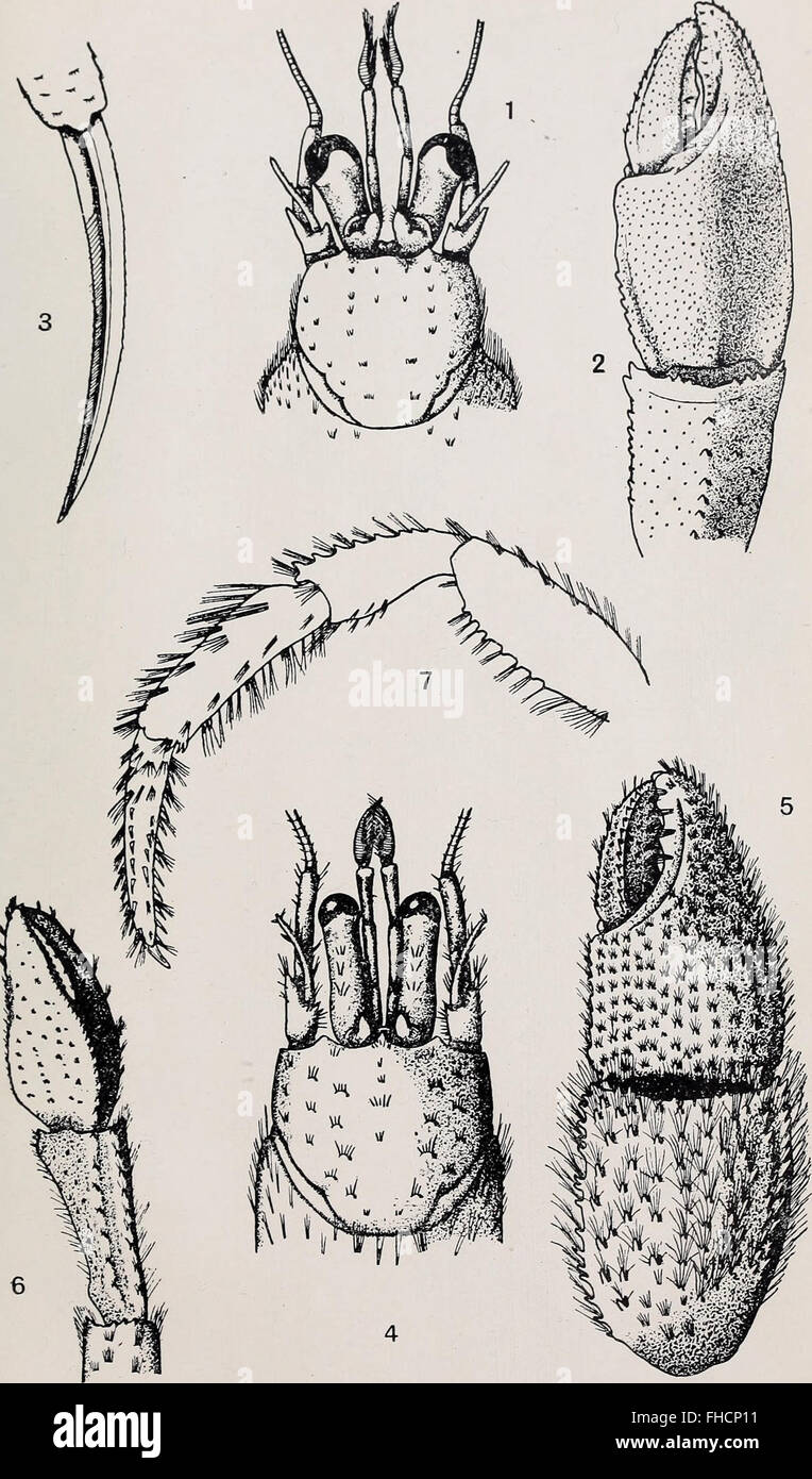 A 1914 study on the decapod crustaceans found along the coasts of ...