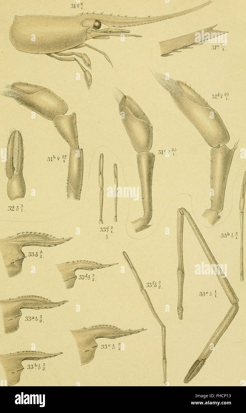 A monograph on decapod crustaceans from the Indian Archipelago ...