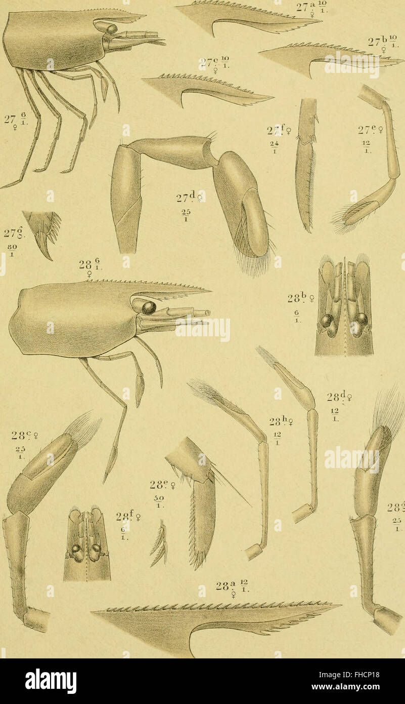 A 1892 work by Dr. J.G. De Man on the decapods (crustaceans) of the ...