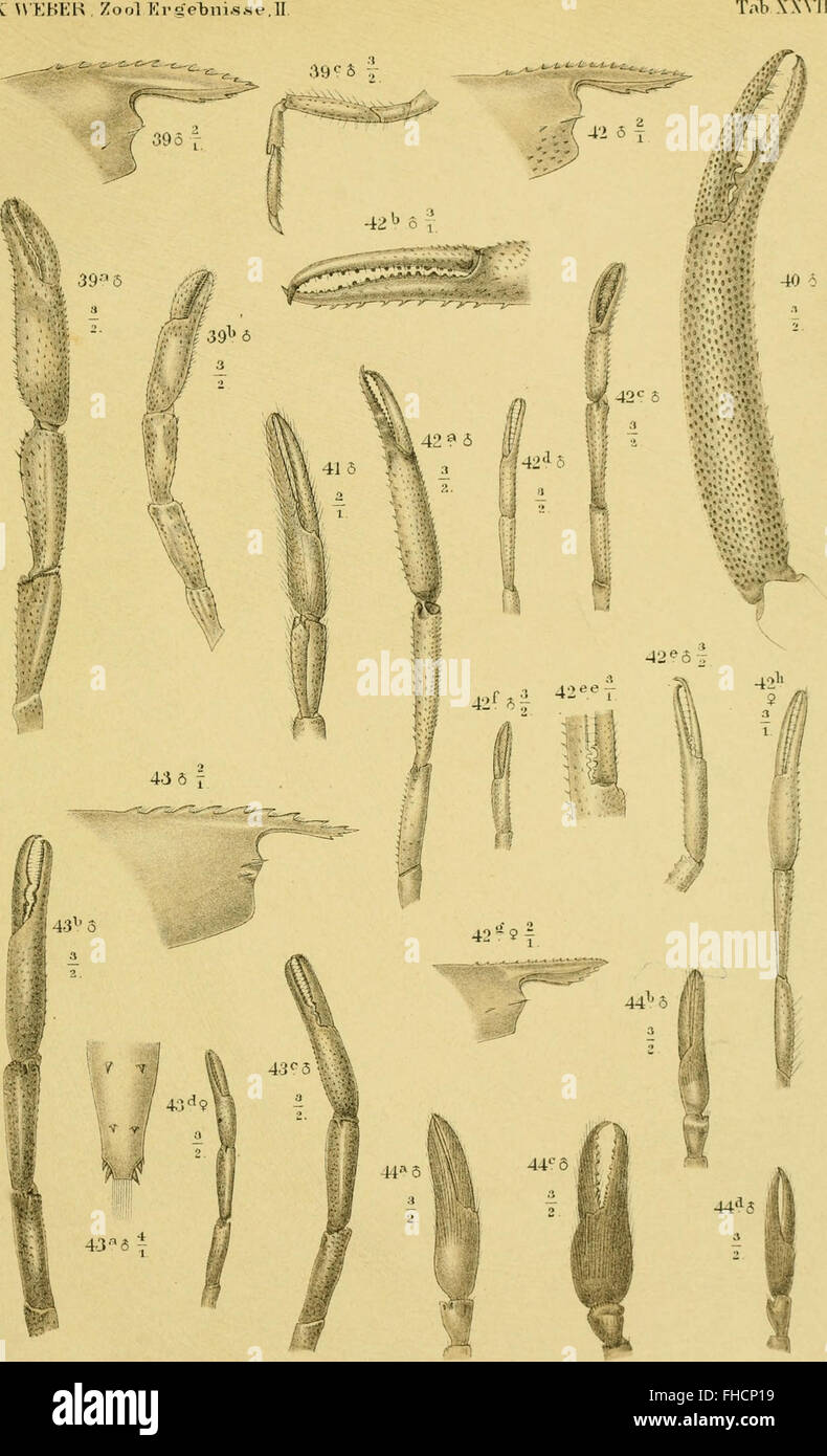 An 1892 work by Dr. J.G. De Man focusing on the decapods (ten-legged ...