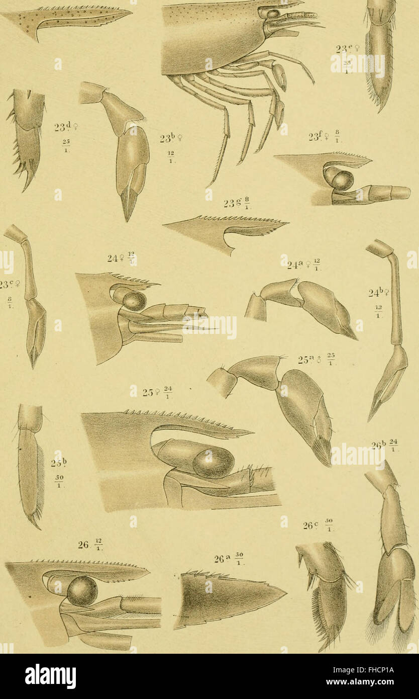 A 19th-century work by Dr. J.G. De Man, documenting the decapod ...