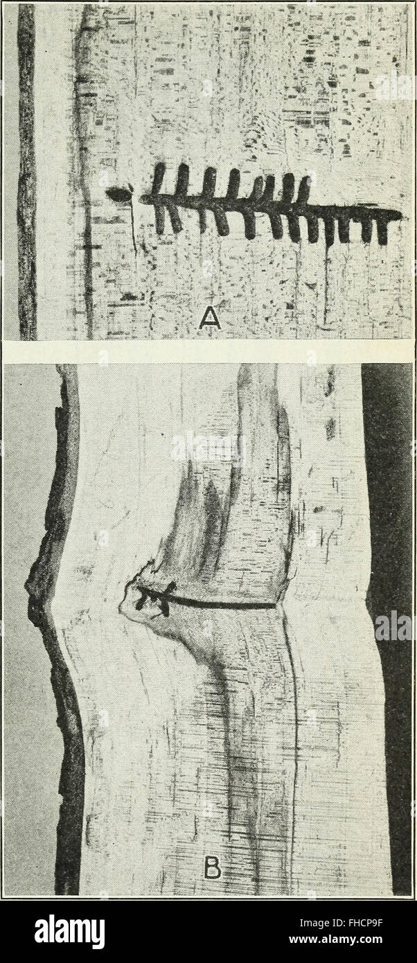 A 15th-century treatise discussing the damage caused to timber by ...