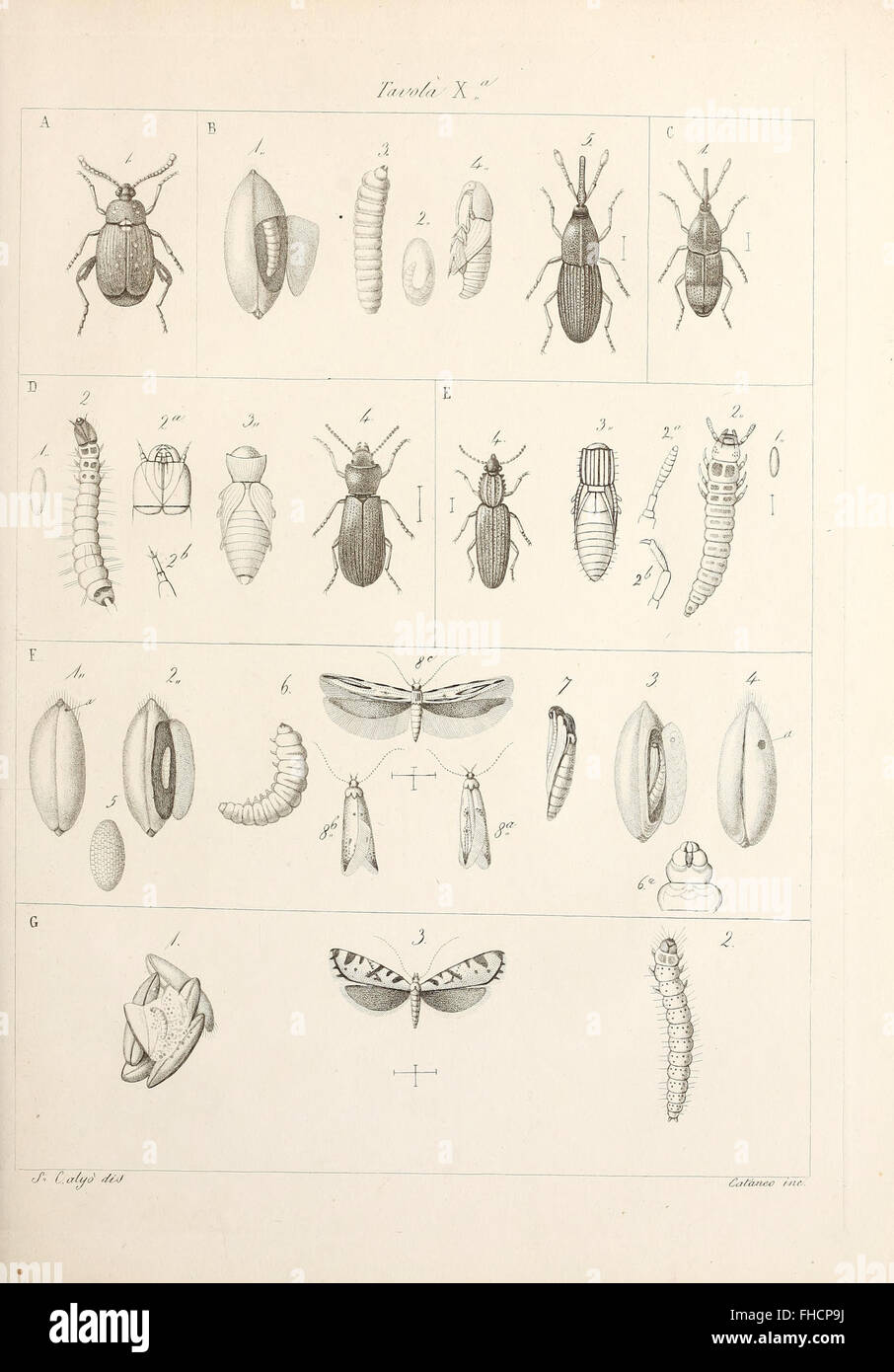 The insects that attack the olive tree and its fruit, published in 1857 ...