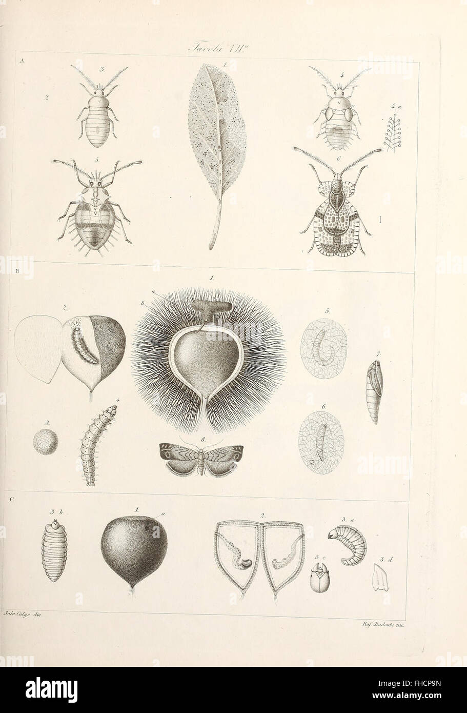 A 1857 work on the insects that attack olive trees and their fruits ...
