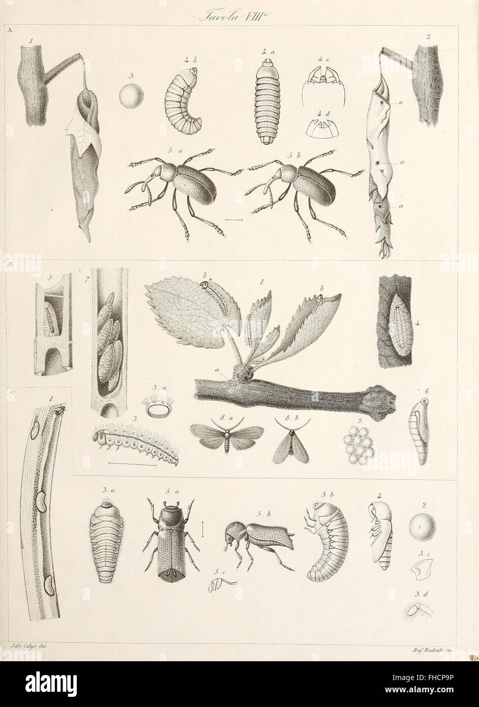 An 1857 work on the insects that attack olive trees and fruit, focusing ...