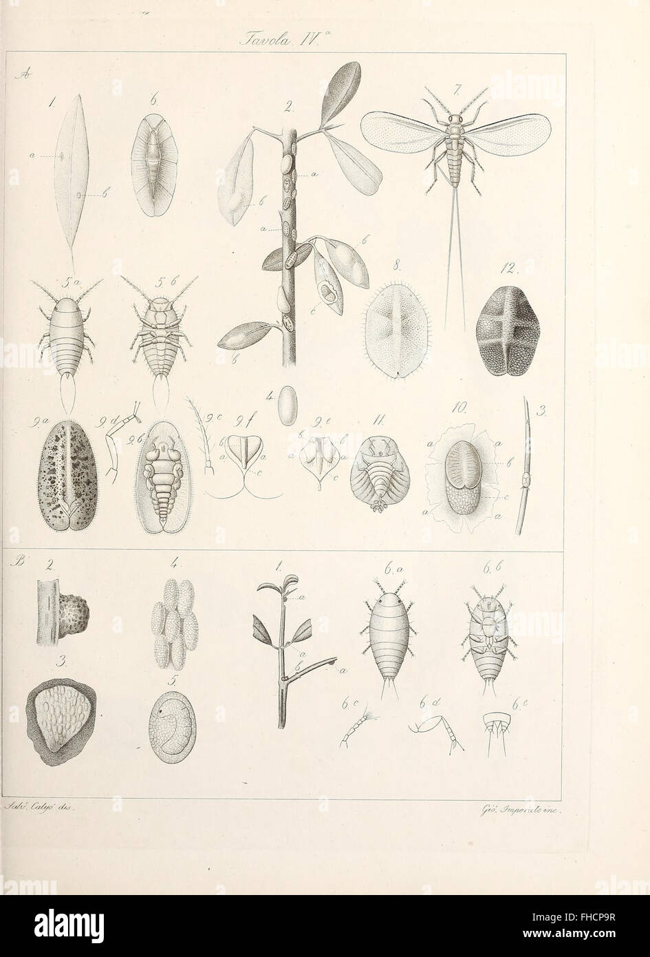 A 1857 publication discussing insects that attack the olive tree and ...