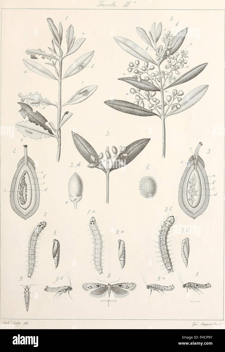 A 1857 study on the insects that attack olive trees and fruits ...