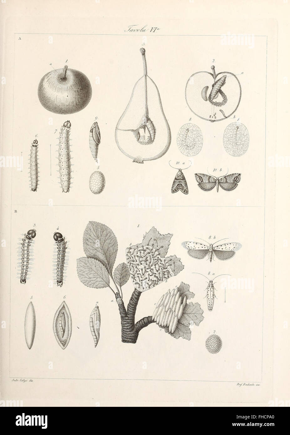 A 1857 work on the insects that attack the olive tree and its fruit ...