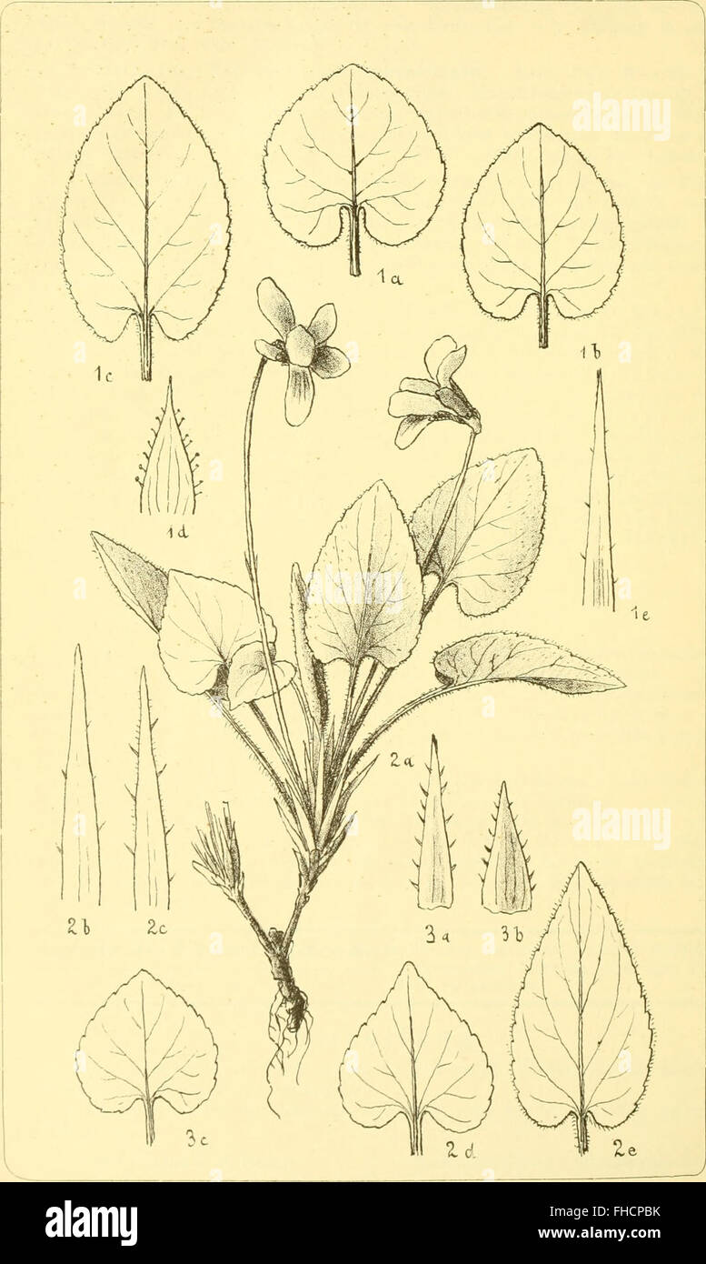 A 1906 journal focusing on systematic botany, plant geography, and ...