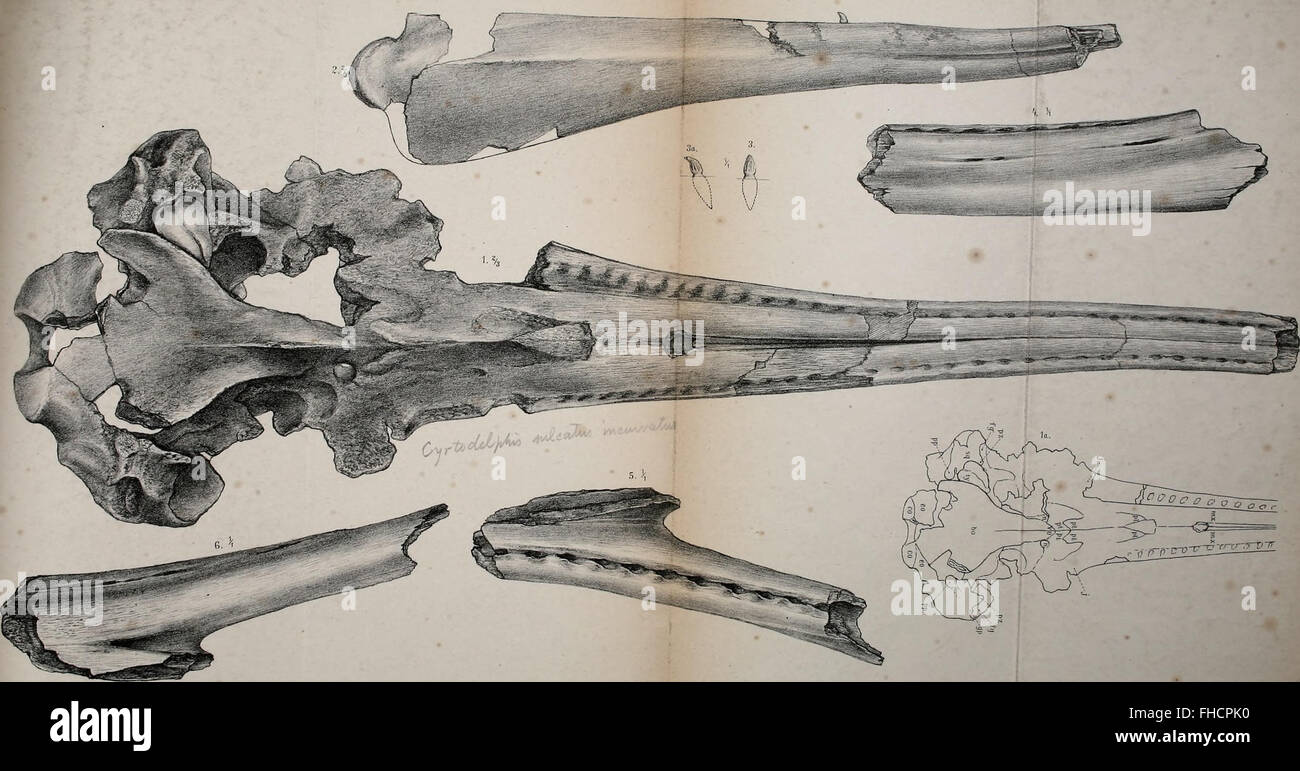 A publication from the Austrian Academy of Sciences in 1900, featuring ...