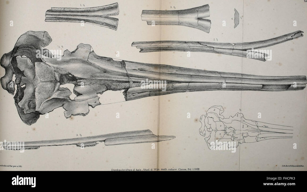 A 1900 publication from the Austrian Academy of Sciences, presenting ...